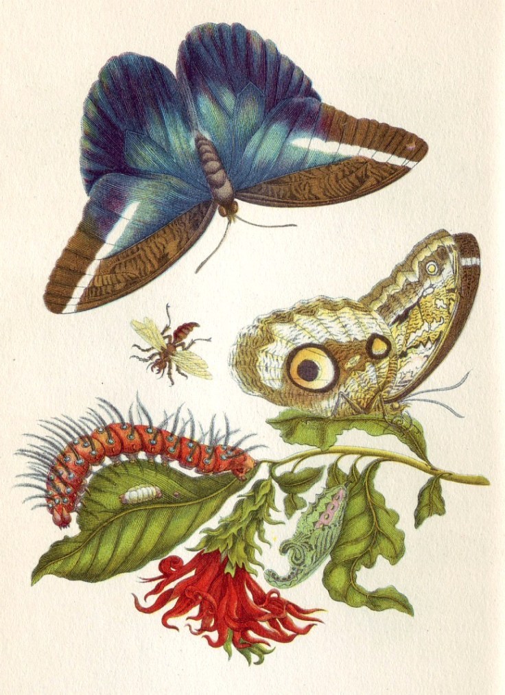 Maria Sibylla Merian, artiste et naturaliste – L'Histoire par les femmes
