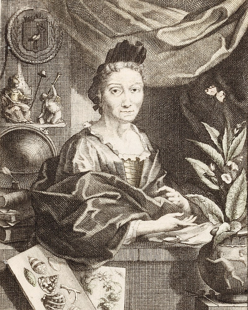 Maria Sibylla Merian, artiste et naturaliste – L'Histoire par les femmes